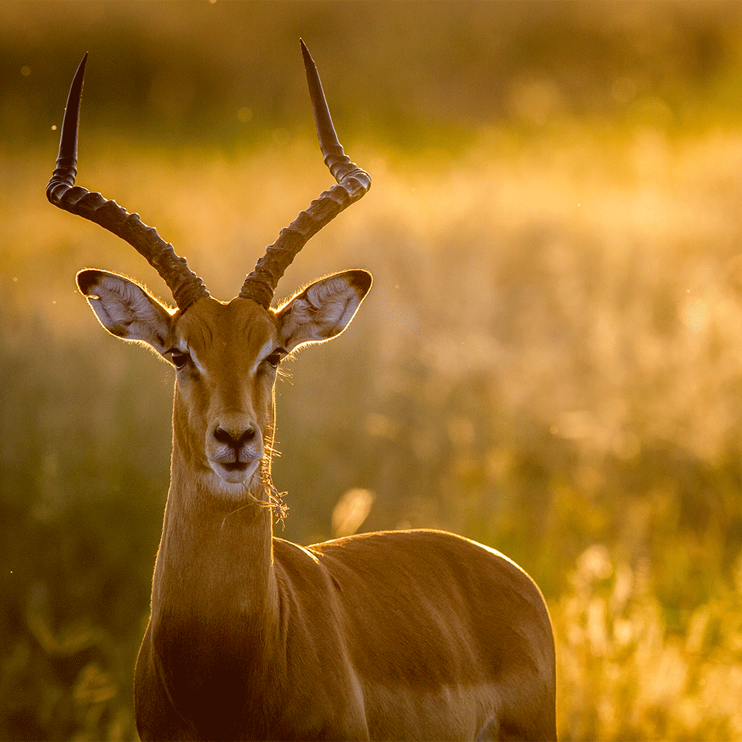 Home - Tundavala Hunting Safaris