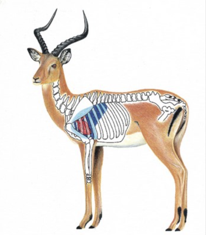 Hunting Catalogue - Black Impala - Tundavala Hunting Safaris